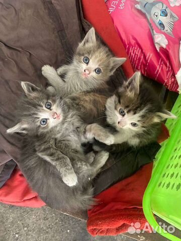 Котята милаши