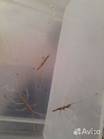 Аннамские палочники