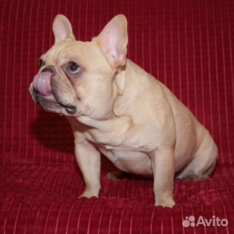 Французский бульдог вязка