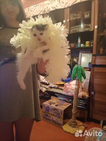 Шотландский котенок