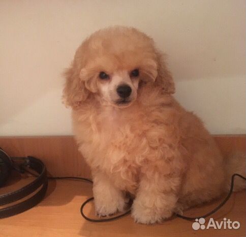 Щенки продажа той-пудель