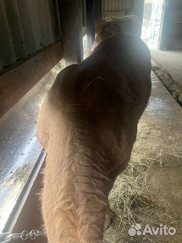 Бык лимузин