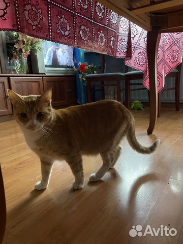 Котики ищут новый дом