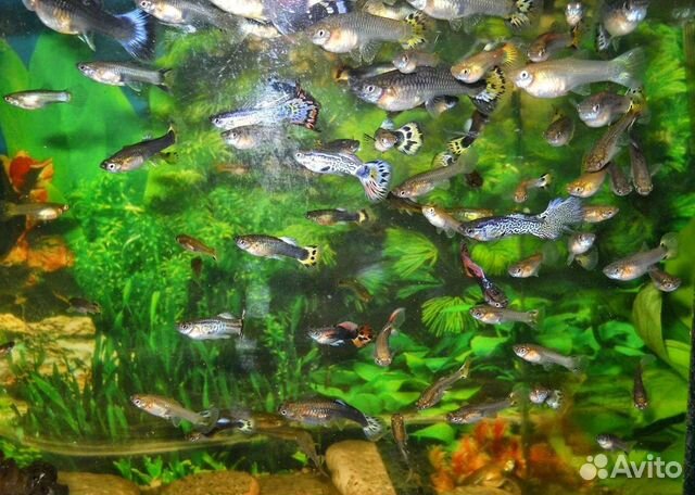 Гуппи бесплатно