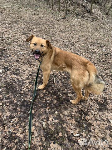 Красавец Рик ищет семью