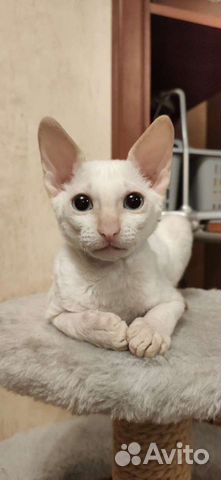 Кошки