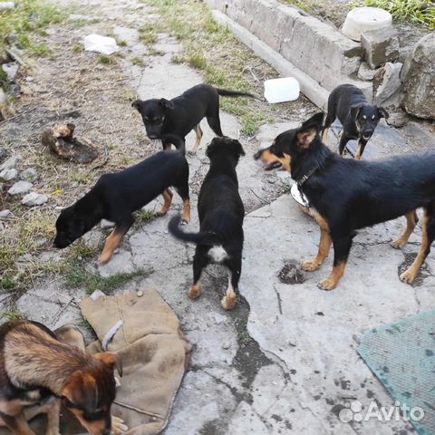 Собака в добрые руки