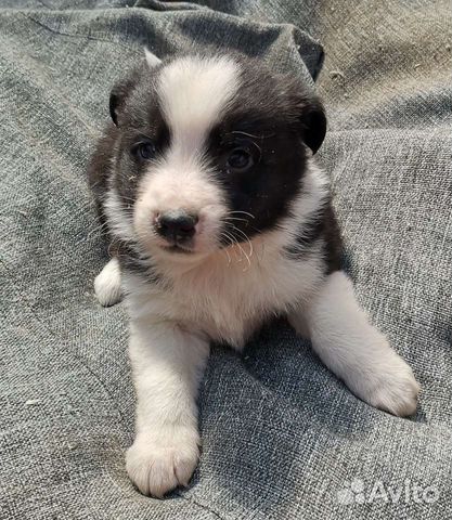 Крошечные щенки в добрые руки