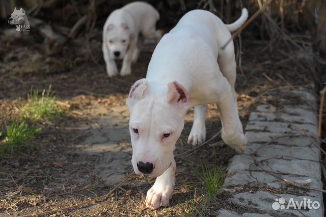 Аргентинский дог