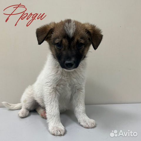 Ласковый щенок в поиске дома