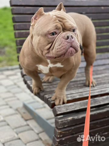 Булли микро размер, 3 мес