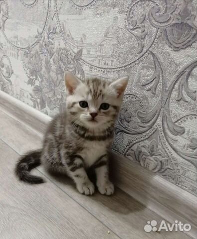 Котята шотландцы