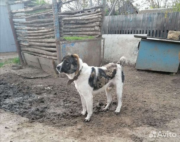 Среднеазиатская овчарка
