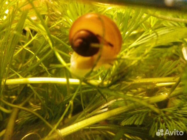 Икра Ампулярии