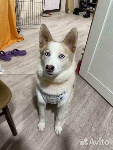 Щенок хаски