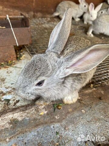 Кролики великаны