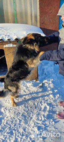 Немецкая овчарка длинношерстная