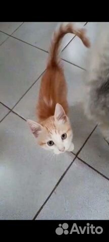 Котенок