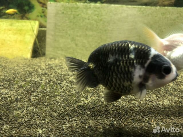 Ранчу, золотая рыбка