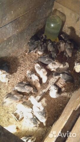 Бойцовые петухи