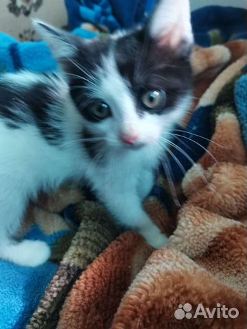 Маленькая панда Котёнок