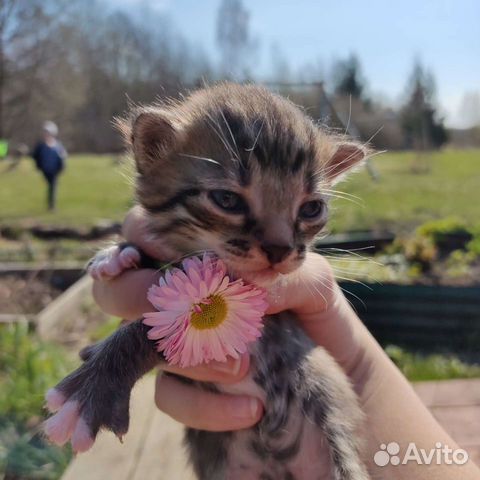 Отдам котят в добрые руки