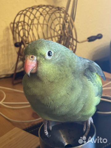 Роскошный горный попугай Арчи