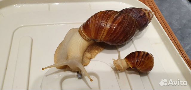 Улитки ахатины