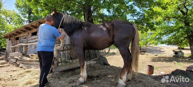 Лошадь жеребец