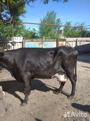 Корова яловая