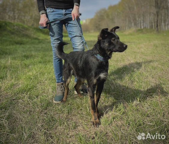 Собака из приюта мальчик
