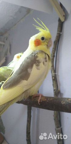 Попугай корелла птенцы