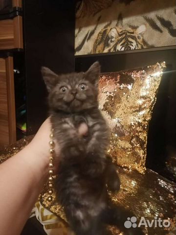Котята шотландские прямоухие