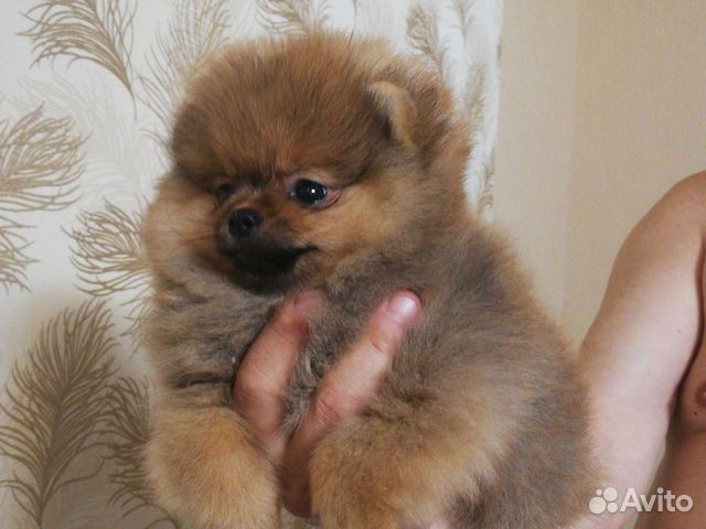 Померанский шпиц тип мишка mini