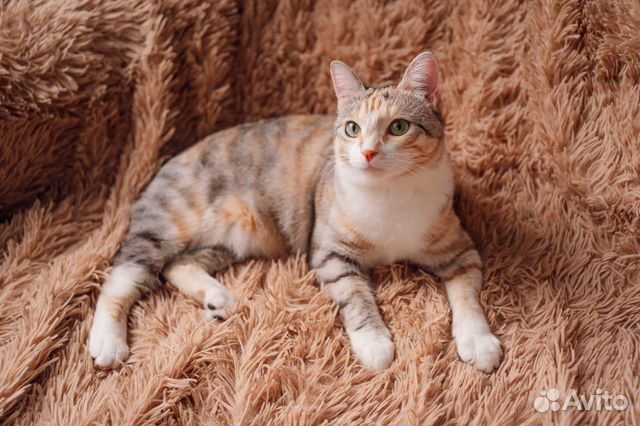 Кошка в дар