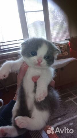 Котята вислоухие от кошки из подвала