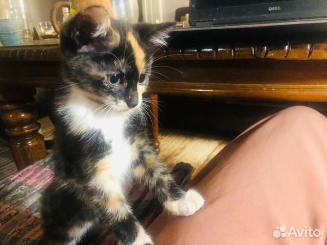 Котенок