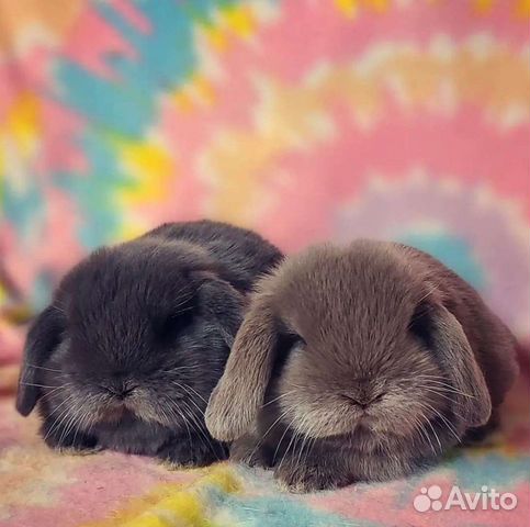 Минилоп*Вислоухий кролик