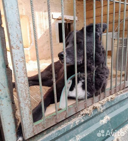 Собака обречена на смерть за решеткой