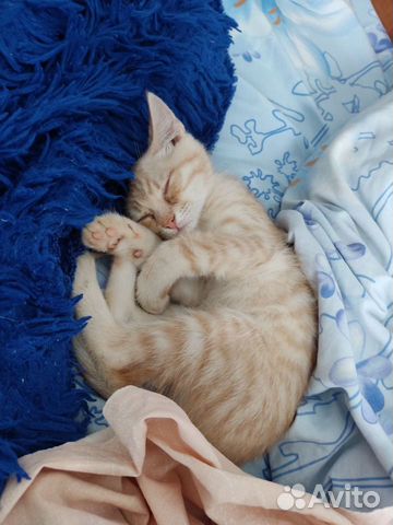 Котенок рыженький