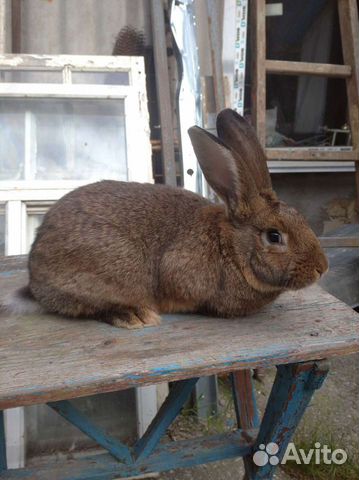 Кролики и крольчата