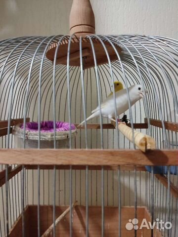 Пара канарейка