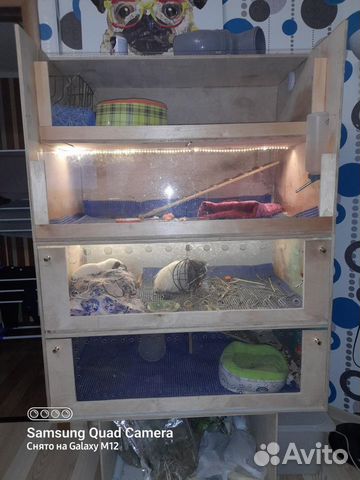 Морские свинки