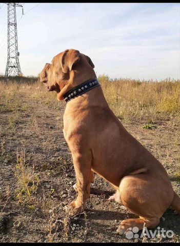 Бардосский дог в добрые руки.Бесплатно