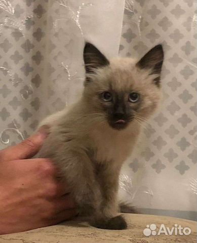 Сиамские котята