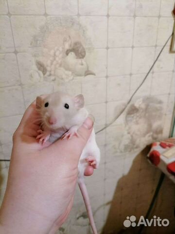 Крысята дамбо