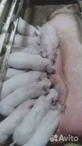 Поросята породы Крупная Белая