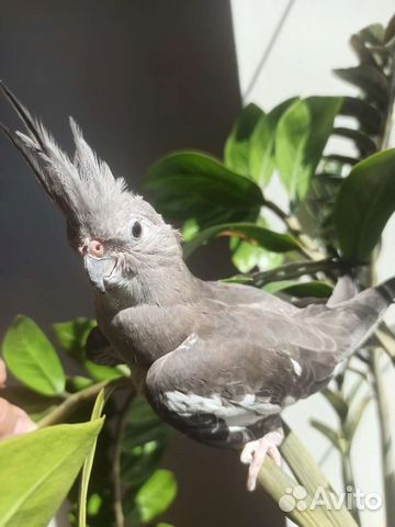 Корелла безщекая