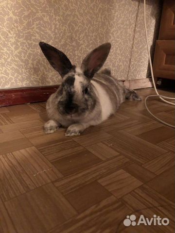 Лучший в мире кролик Толик