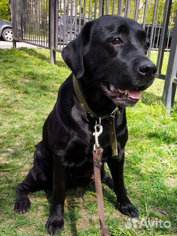 Лабрадор из питомника (девочка) 5 лет